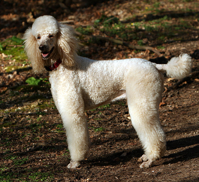 พุดเดิล (Poodle)