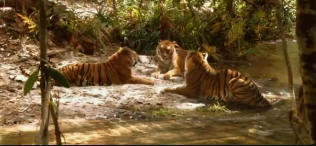 คุยเรื่องหนัง "Two Brothers" (2004)