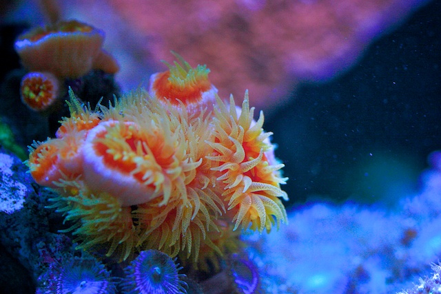 ปลาตู้ทะเลสวยๆ 2