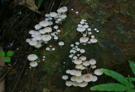 Phylum Deuteromycota Examples