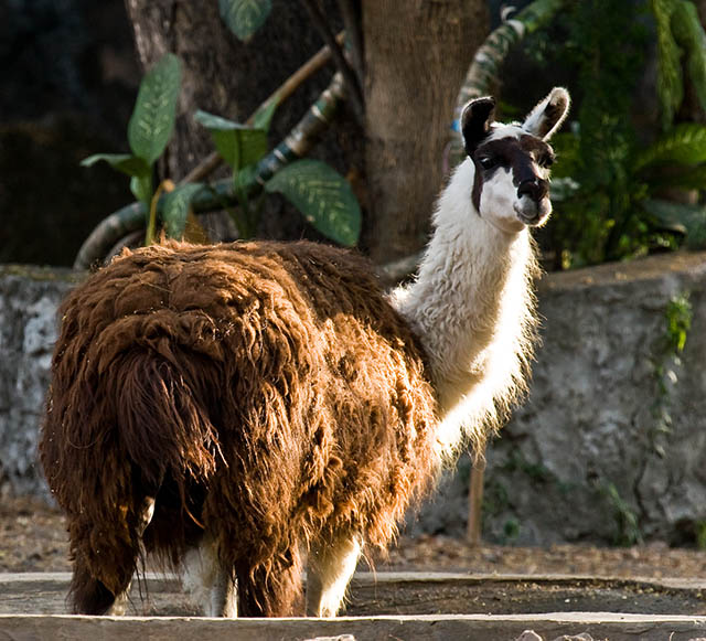 Bloggang.com : wildbirds : ตัวลามะ