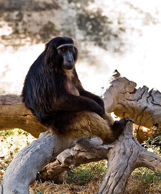 Bloggang.com : wildbirds : ลิงกัง