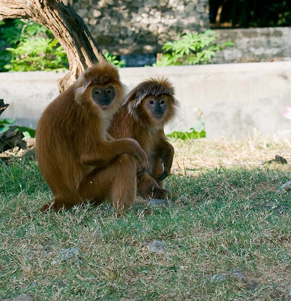 Bloggang.com : wildbirds : ลิงกัง