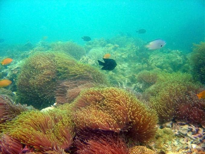 Diving at Pulau Kotok .....Thousand Islands Indonesia