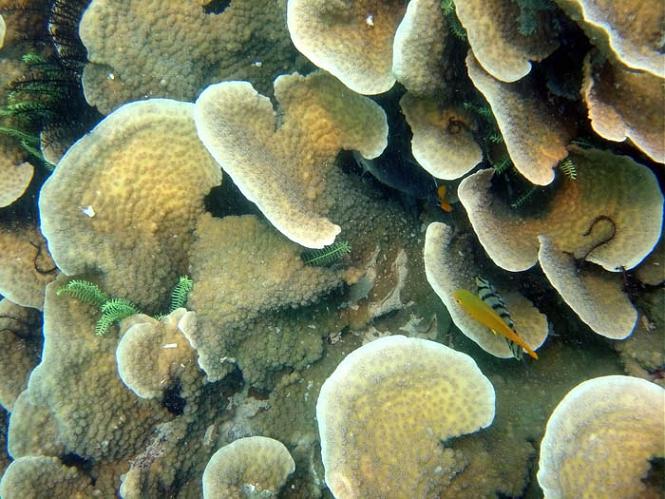 Diving at Pulau Kotok .....Thousand Islands Indonesia